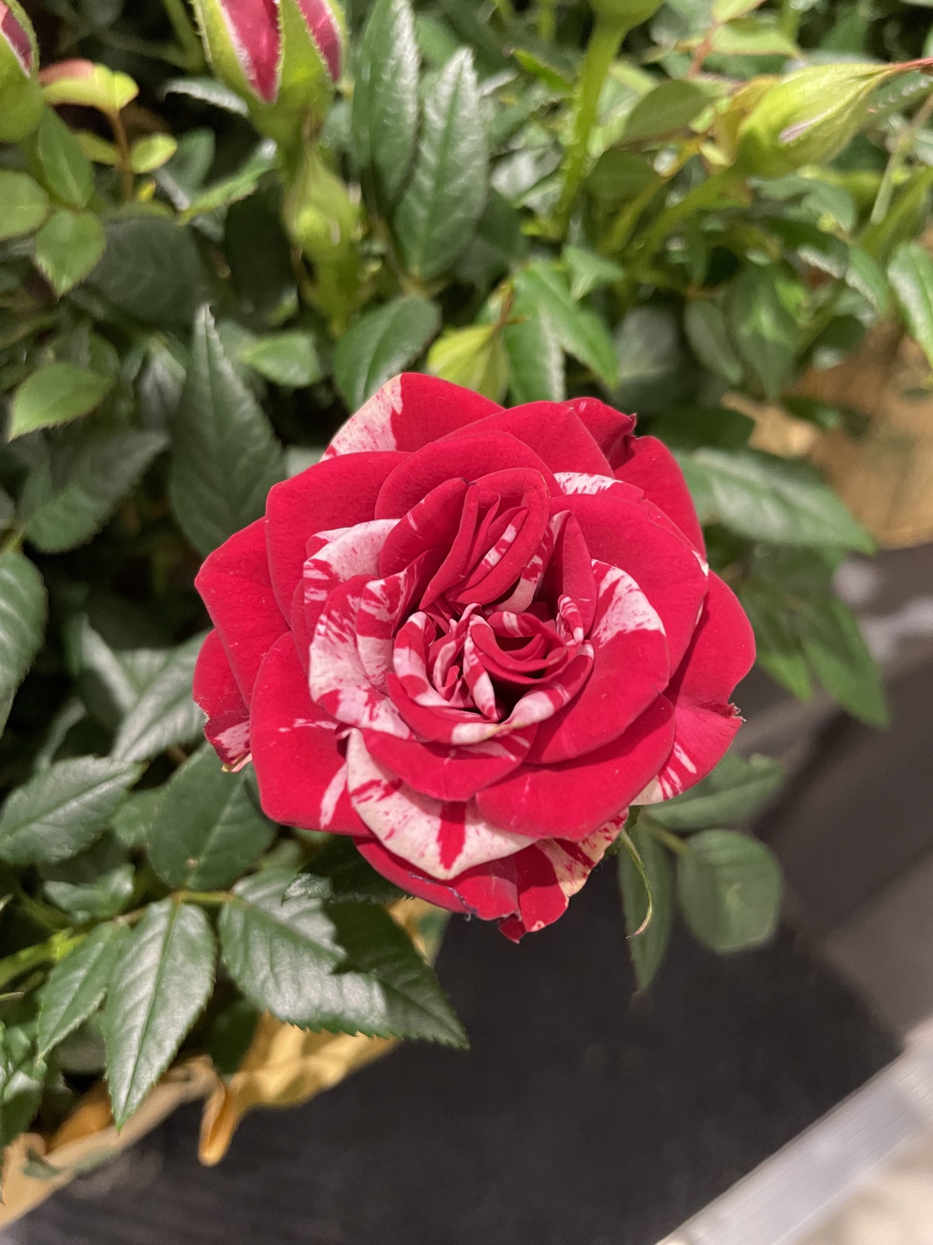 Angela S Oltmanns - Get coaching to live your life, beautifully